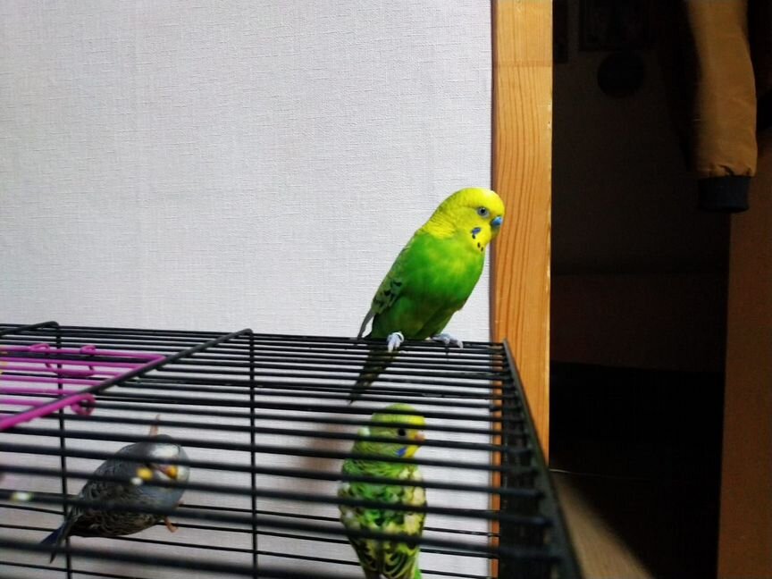 Птенцы волнистый попугай