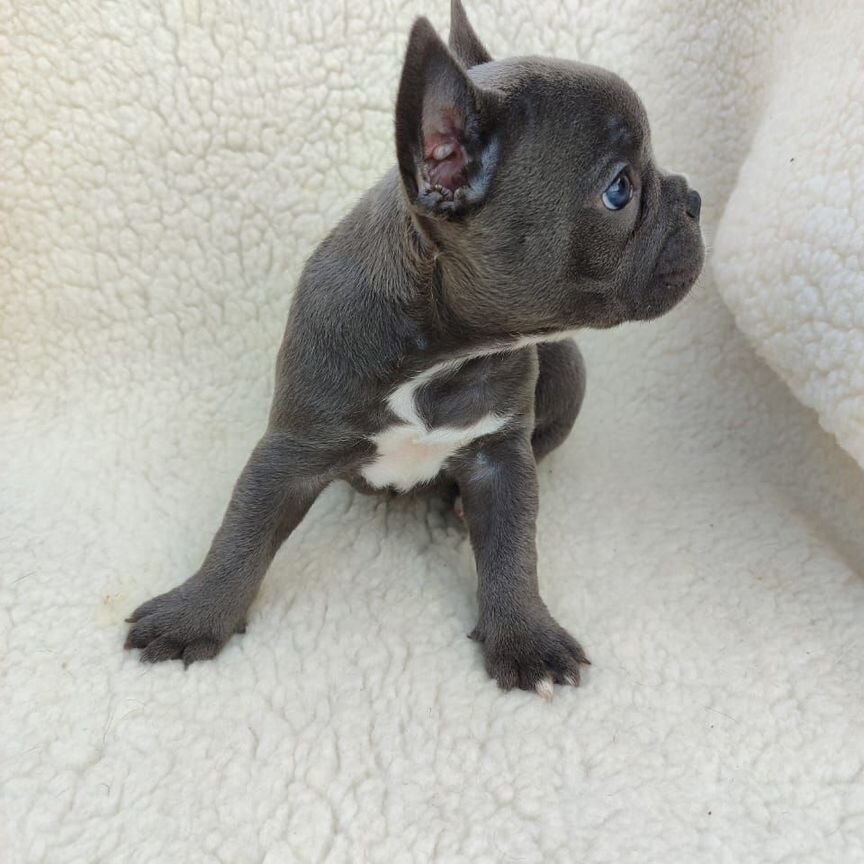 Французский бульдог