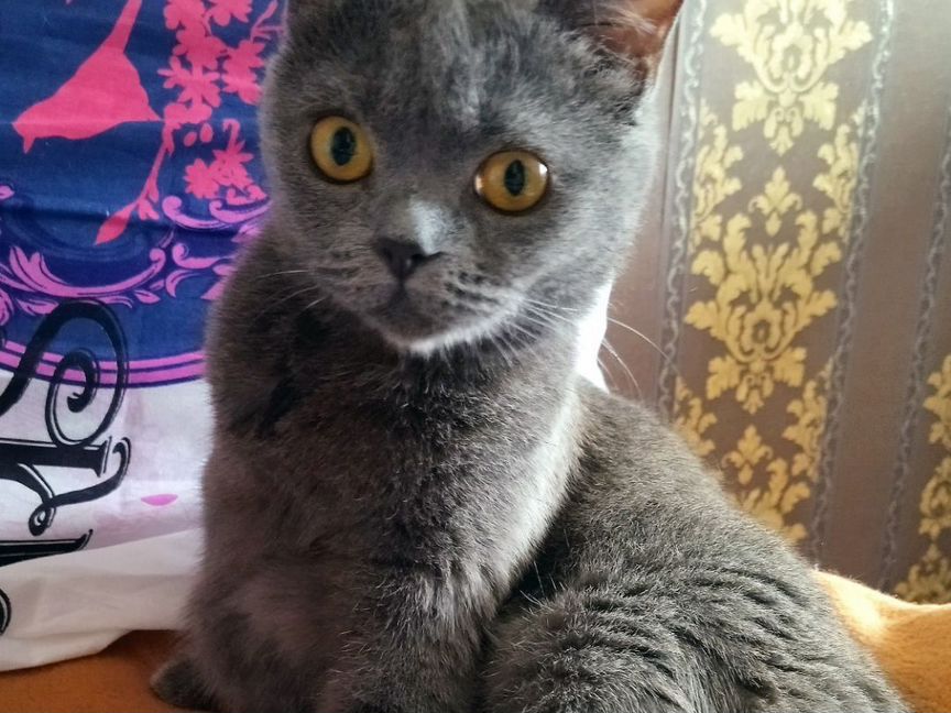 Кошка британка