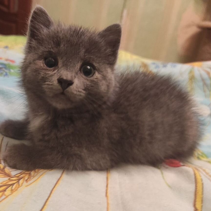 Европейский короткошёрстный котёнок