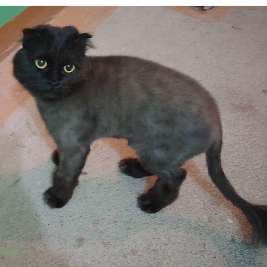 Взрослый кот в добрые руки