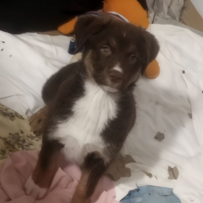 Щенок в добрые руки