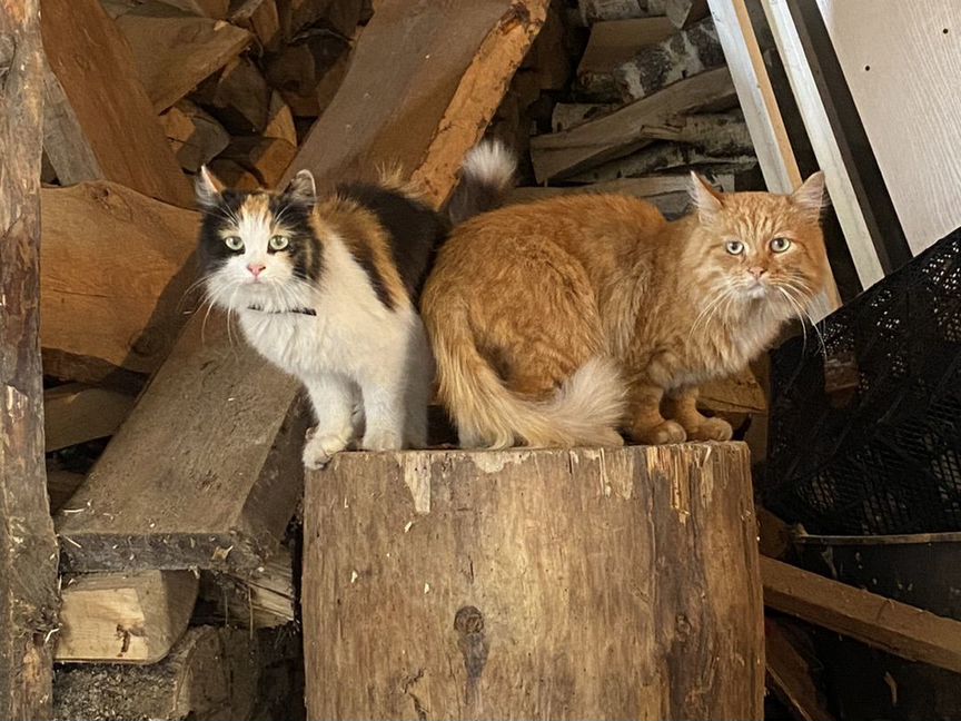 4 милые кошечки и 1 рыжий котик