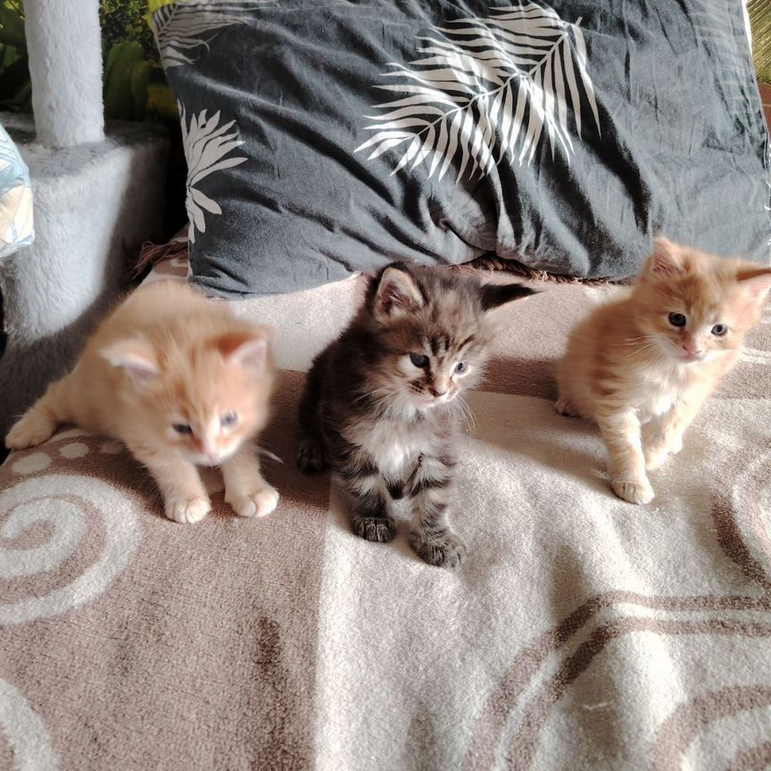 Котята мейн-кун