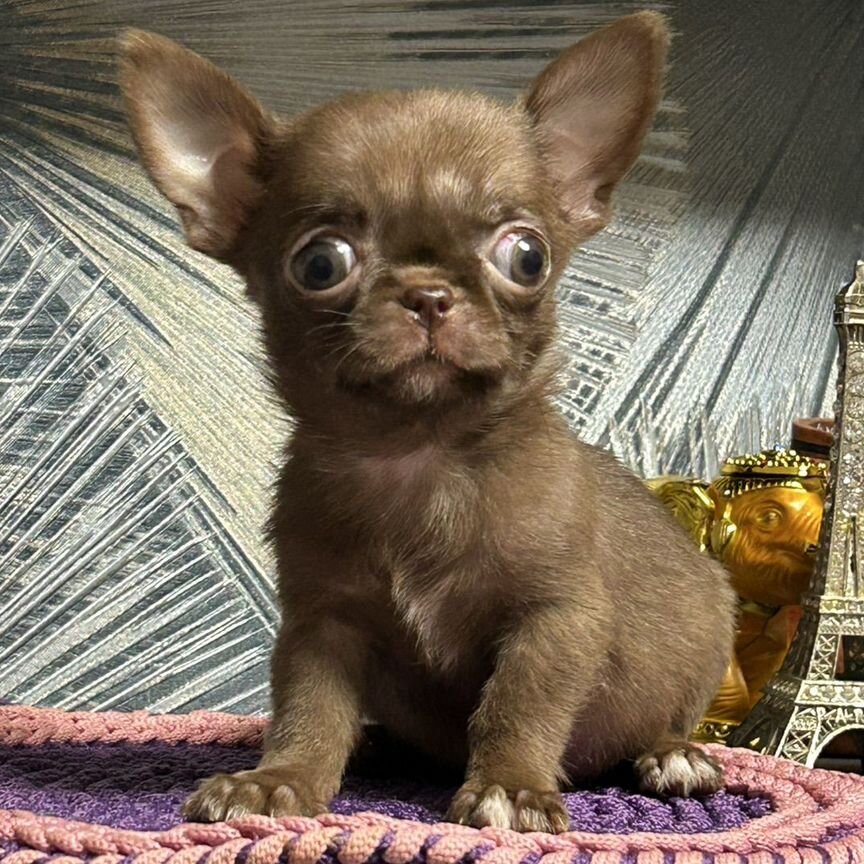 Чихуахуа, щенок