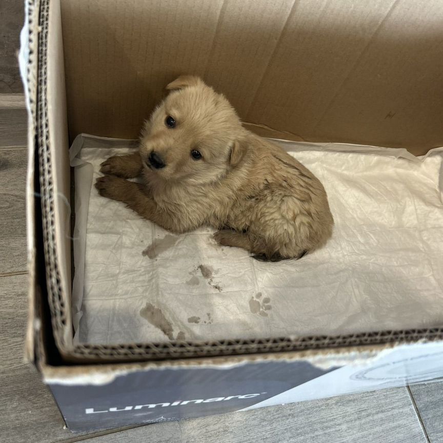 Щенок в добрые руки бесплатно маленькая порода