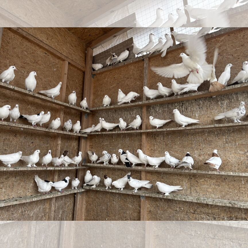 Белые голуби на Выпуск