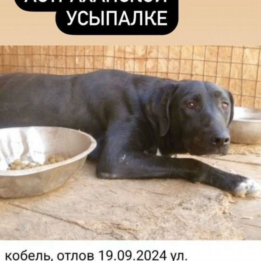 Спасите собаку от смерти