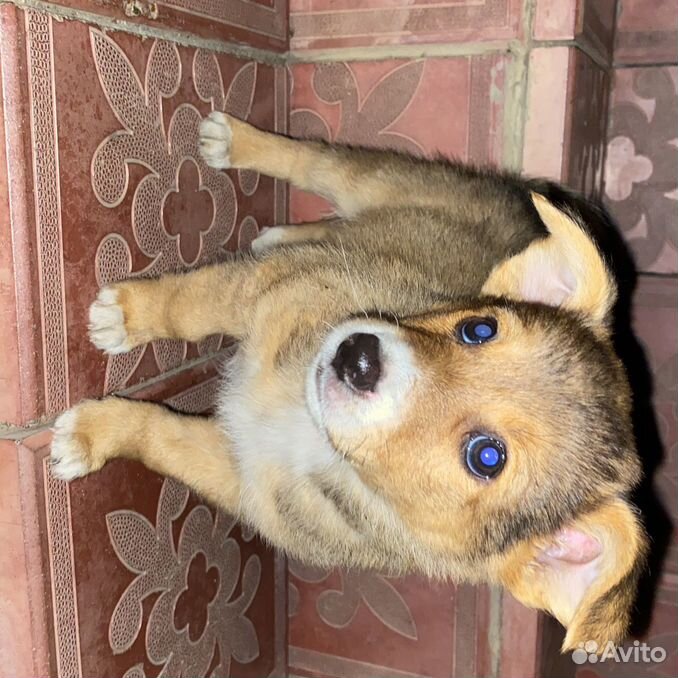 Собака в добрые руки щенок мальчик отдам даром