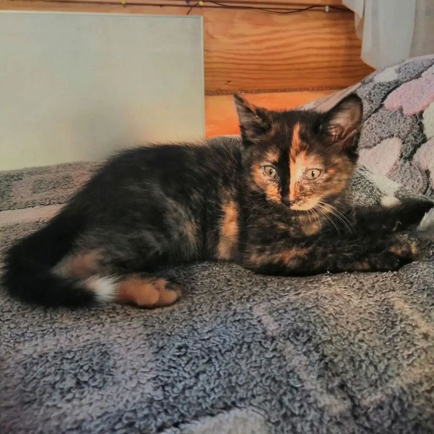 Сибирский котёнок