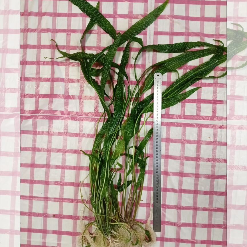 Криптокарина