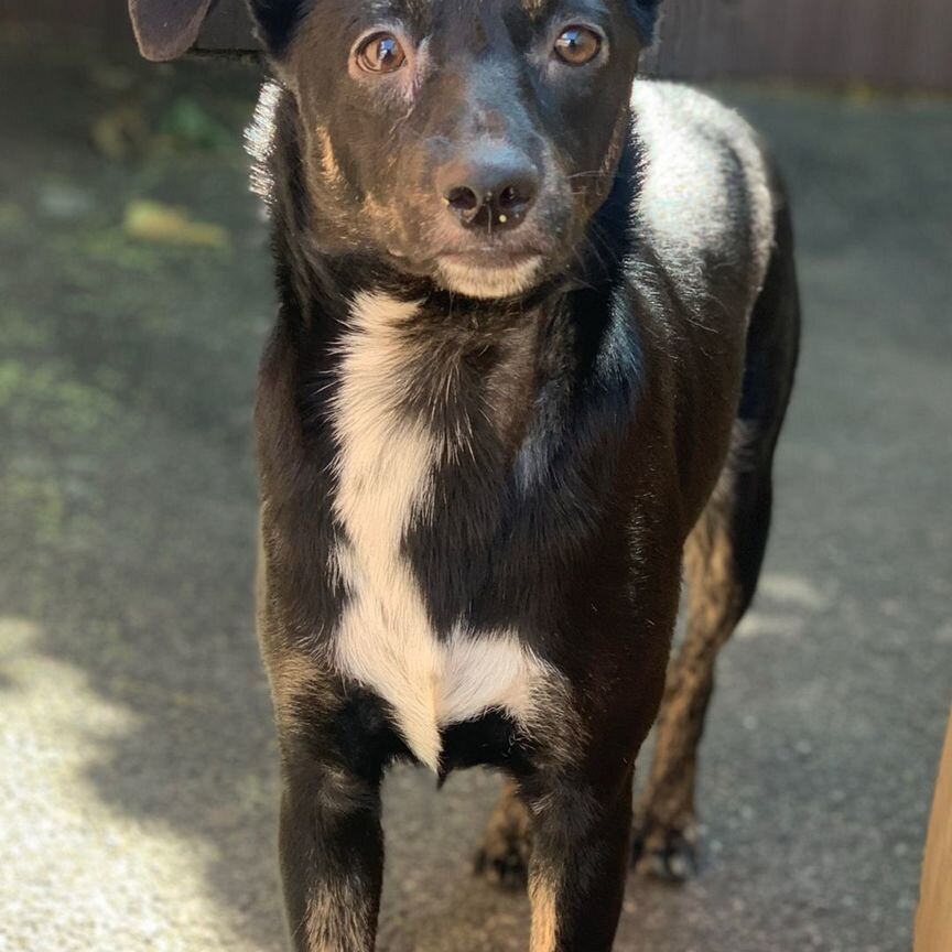 Стерильная Собака в добрые руки