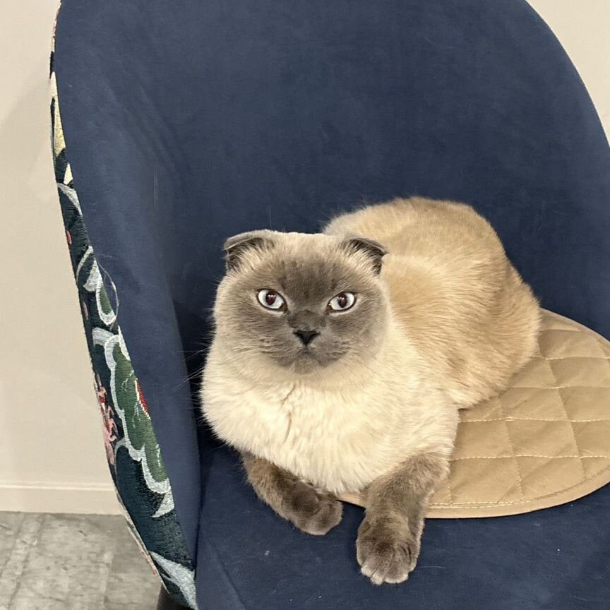 Отдам шотландского вислоухого кота в добрые руки