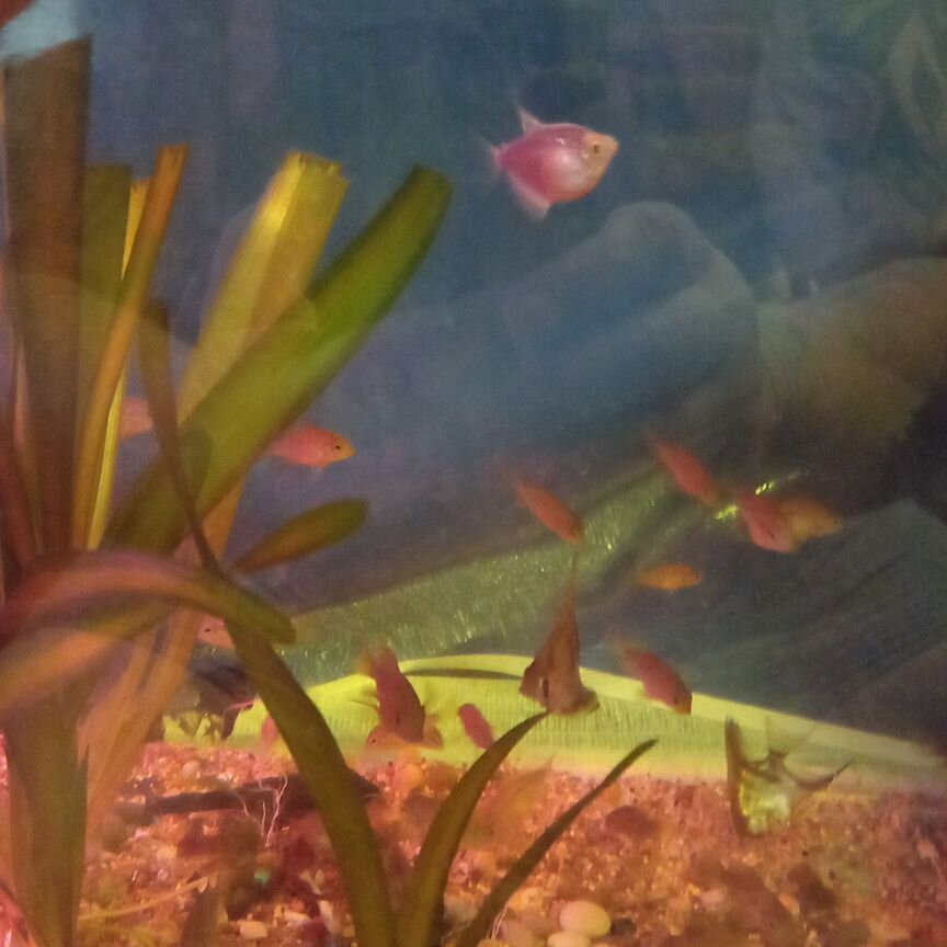 Акара бирюзовая