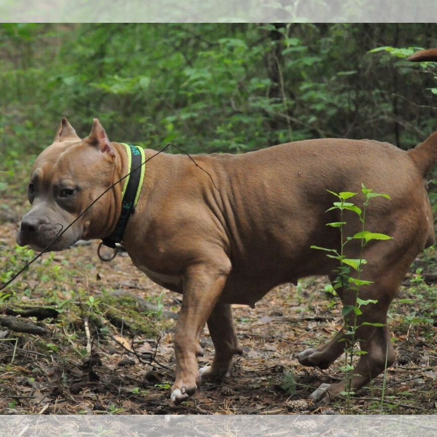 Американский Булли классик