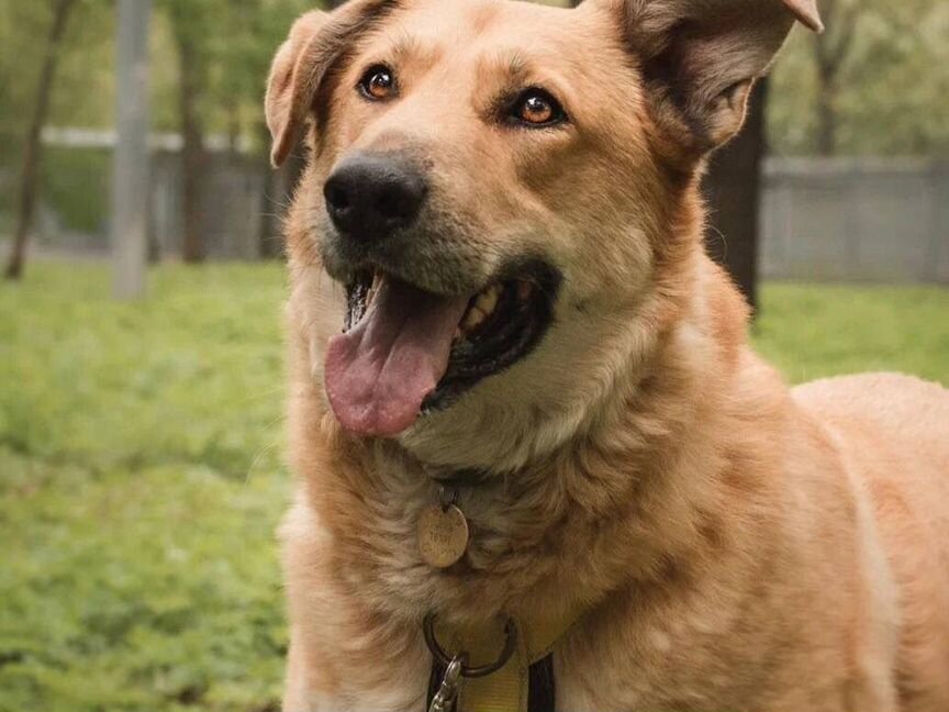 Собака в добрые руки