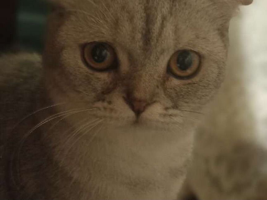 Шотландская вислоухая