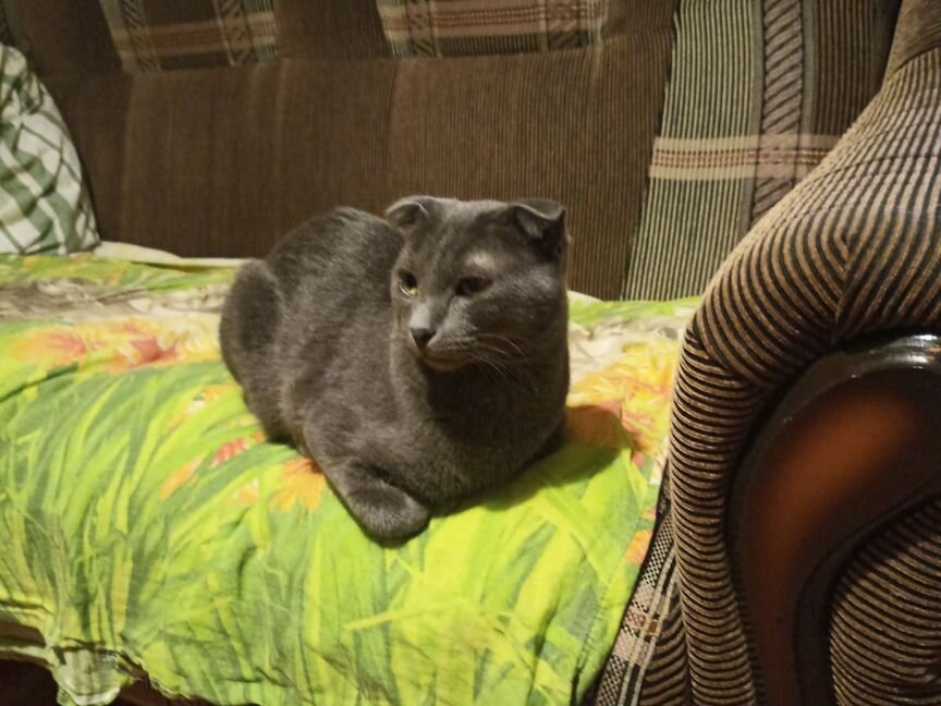 Кот на вязку