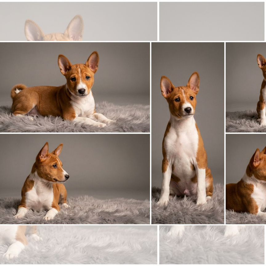 Басенджи, щенок