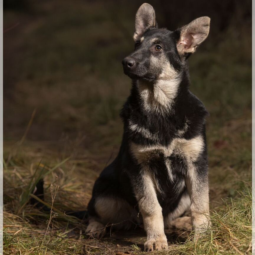Восточно европейская овчарка- подрощенные девочки
