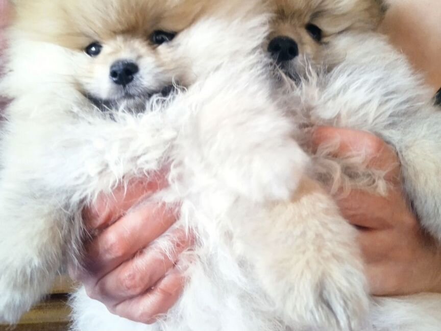 Шпиц девочки и мальчики