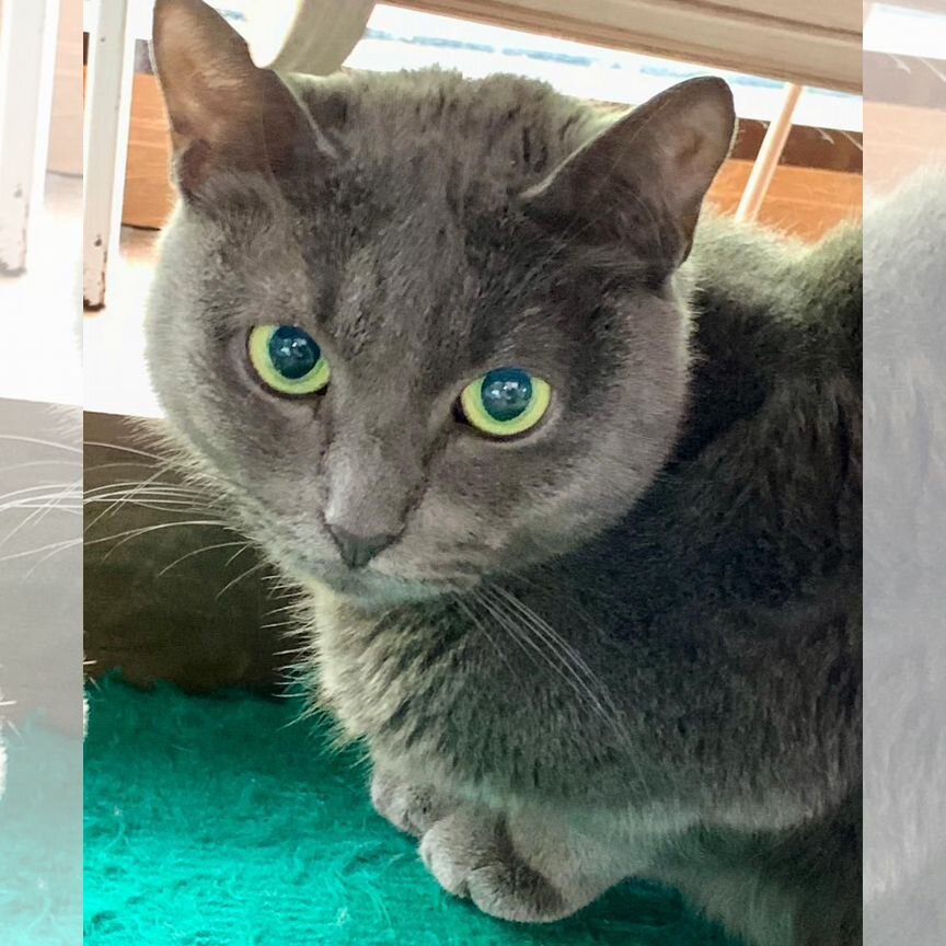 Храбрая кошечка Альбина потеряла хвостика