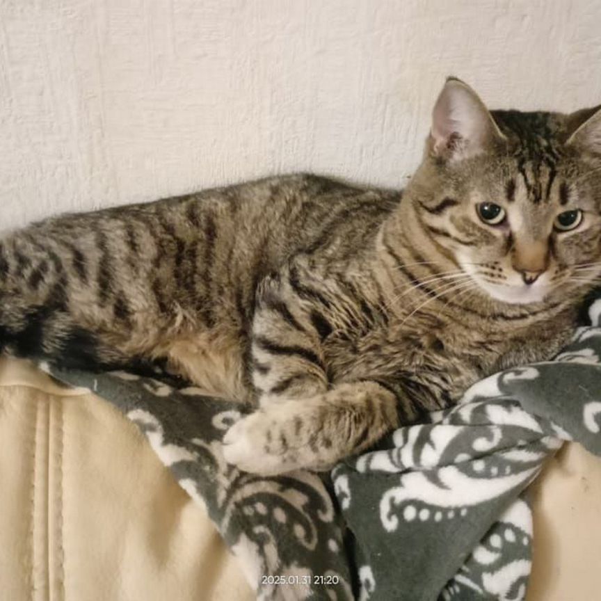 Котик породистый остался без хозяйки и ищет семью