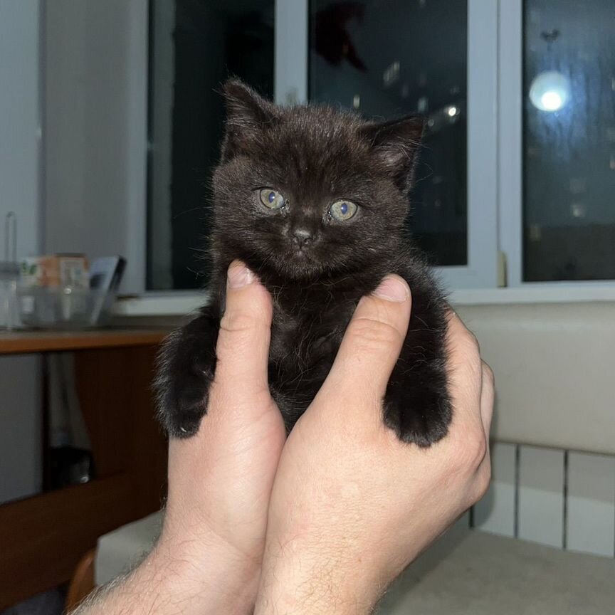 Шоколадные котята