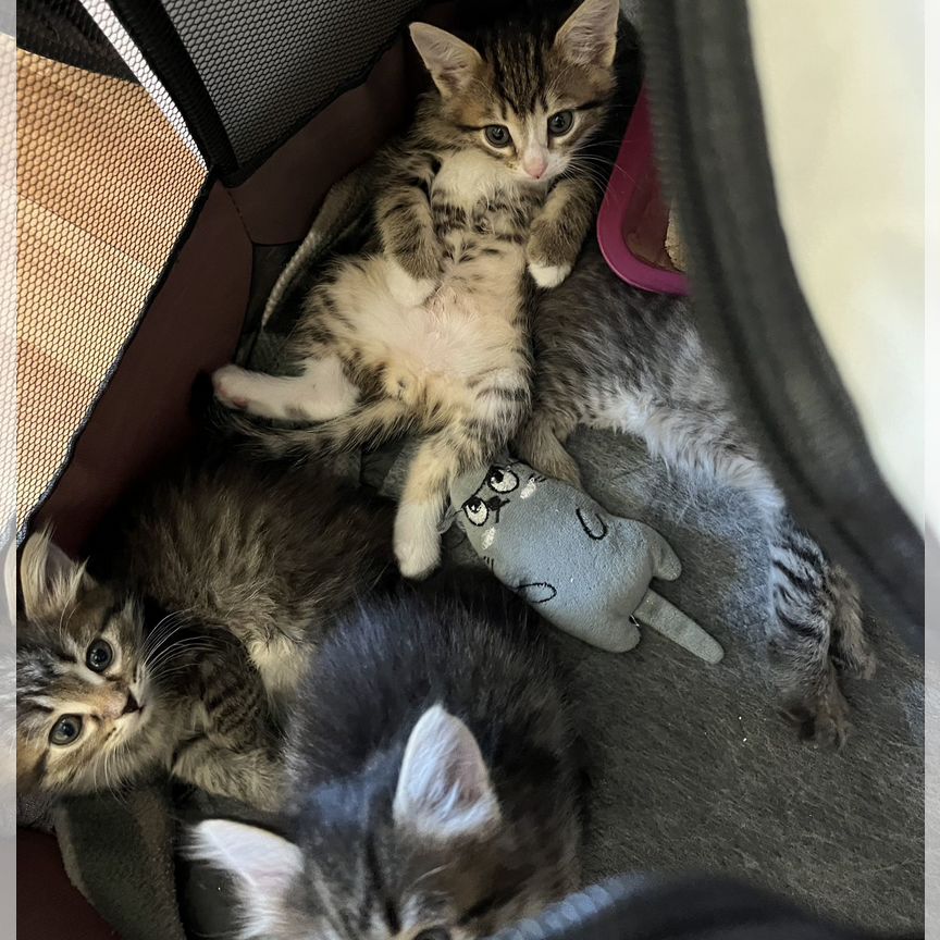 Котёнок в добрые руки