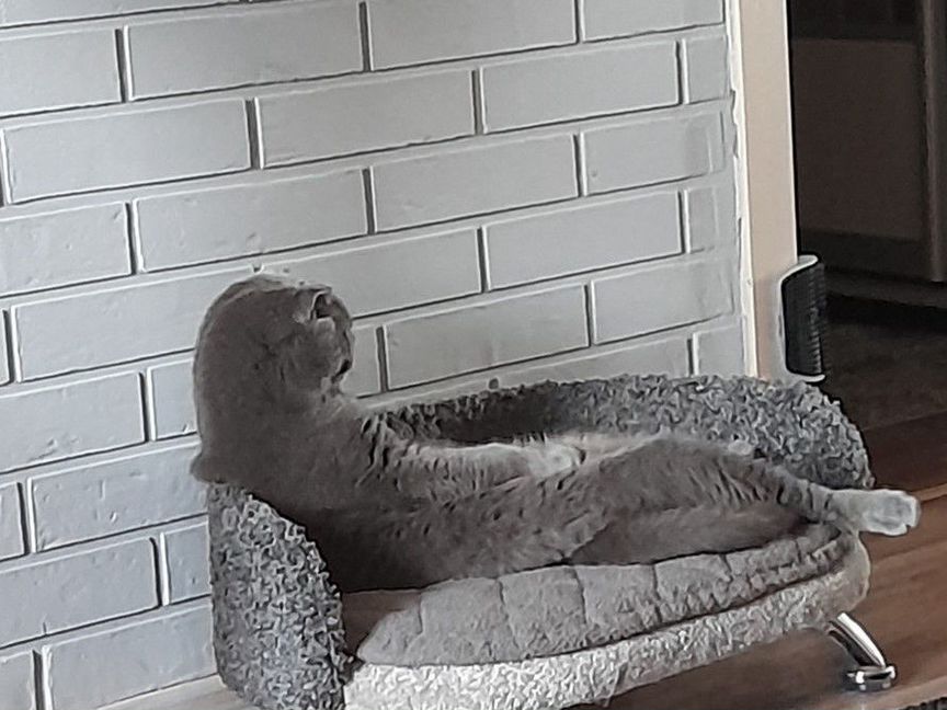 Лежанка диван для кошек и собак