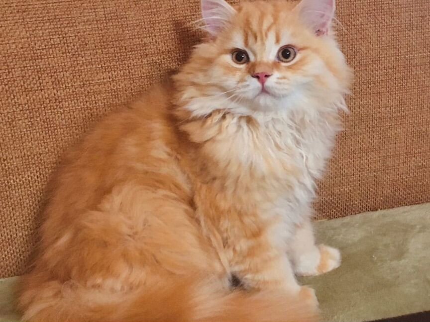 Британский красный котик