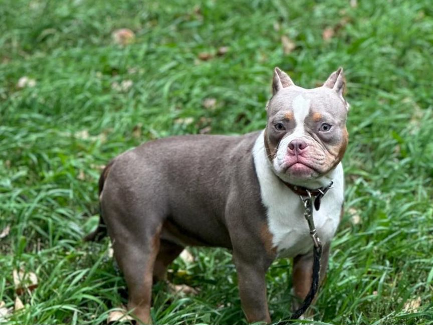 Американский Булли Девочка триколор