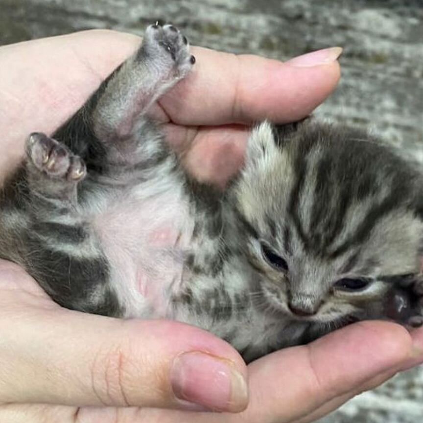 Чудо котятки