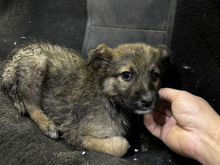 Нашли мальчика, щенок, нужен дом