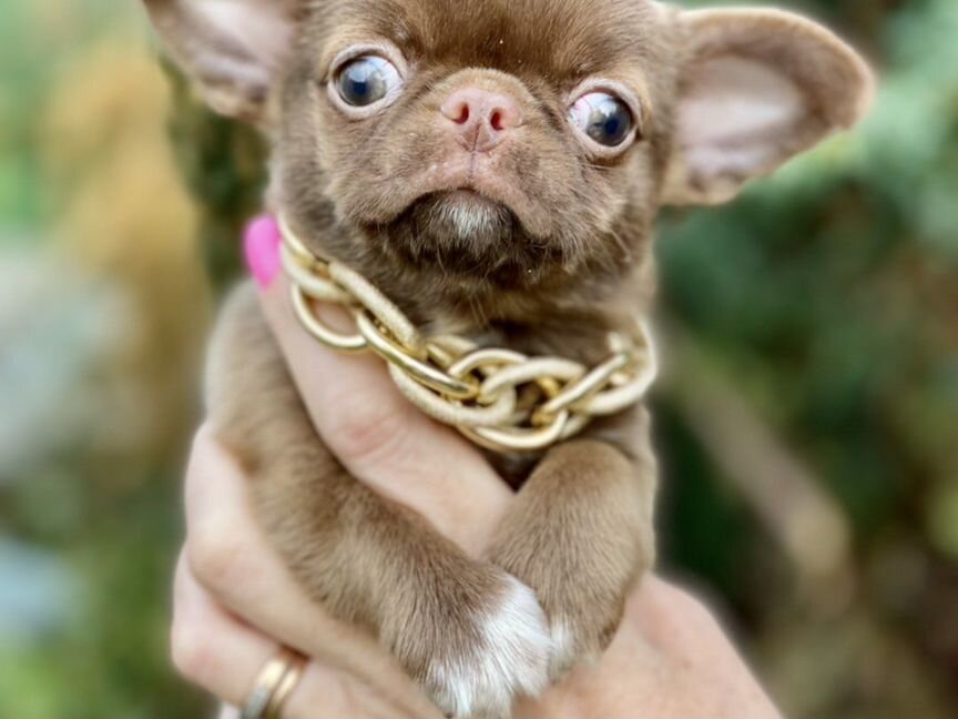 Чихуахуа сладкий кексик