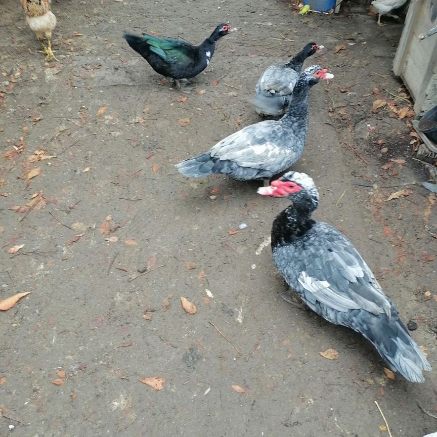 Мускусные утки