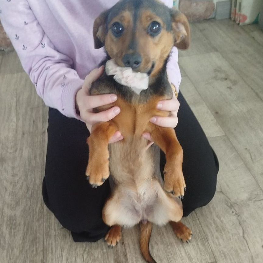 Такса, щенок