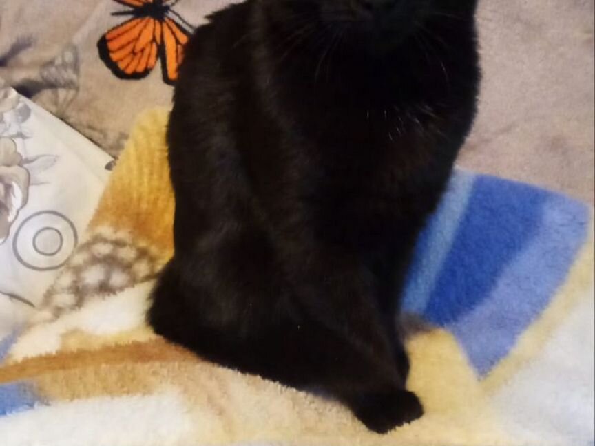 Кошка ищет дом