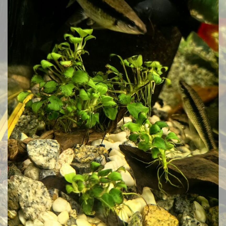 Анубиас карликовый «Бонсай»