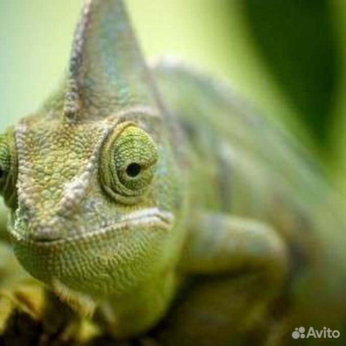 Хамелион йеменский