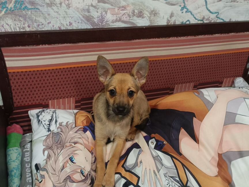 Собака порода той-терьер