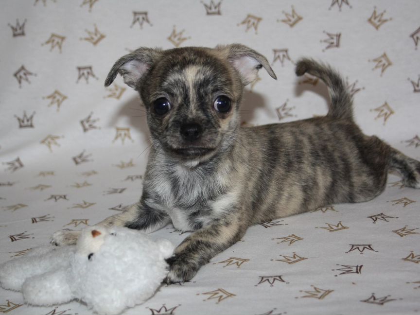 Карманный тигрёнок чихуахуа