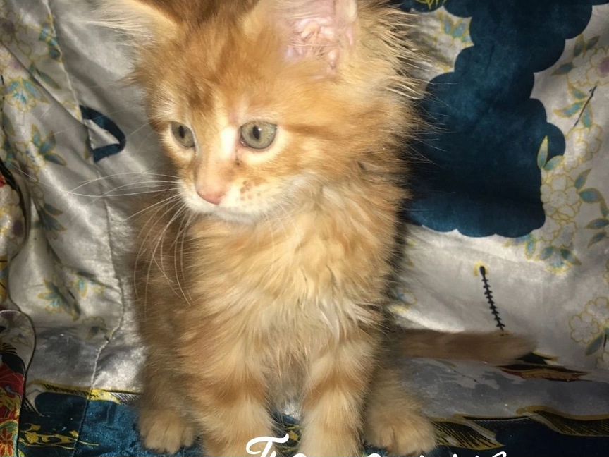 Котята мейн-кун