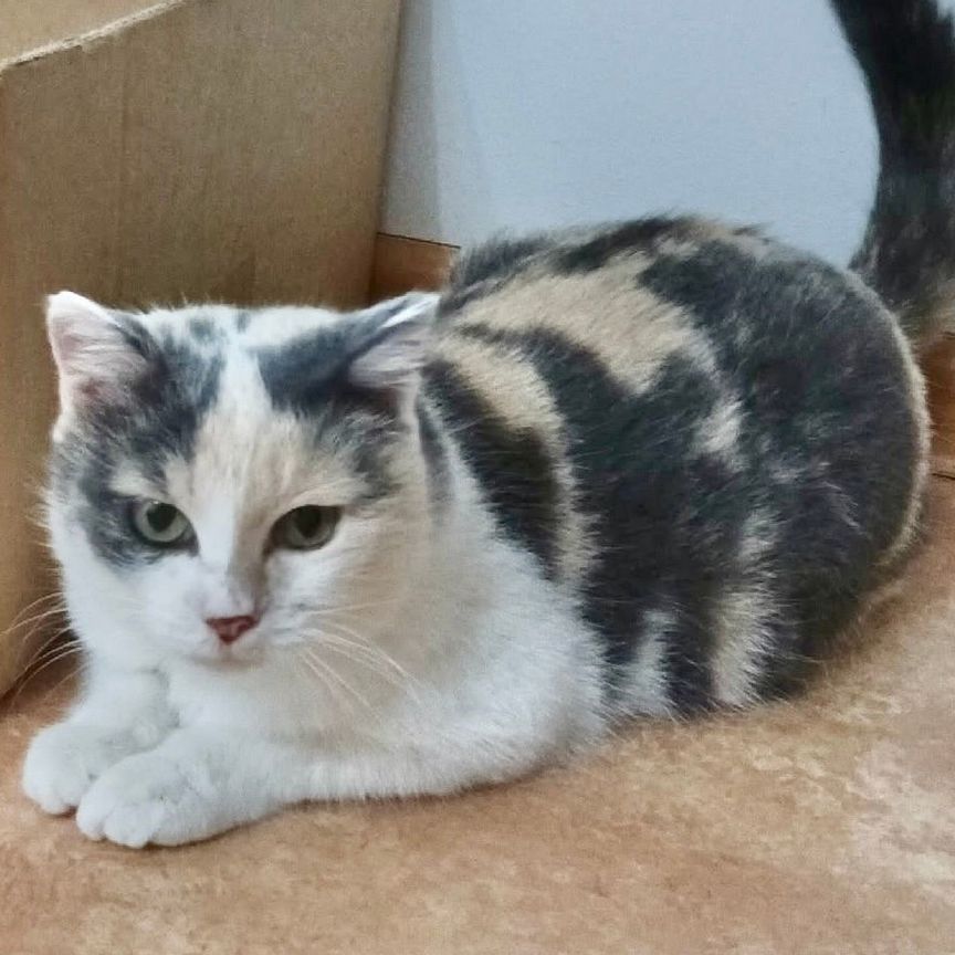 Взрослая, кошка в добрые руки