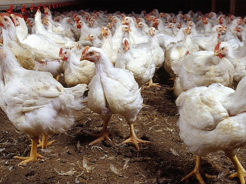 Бройлеры живым весом