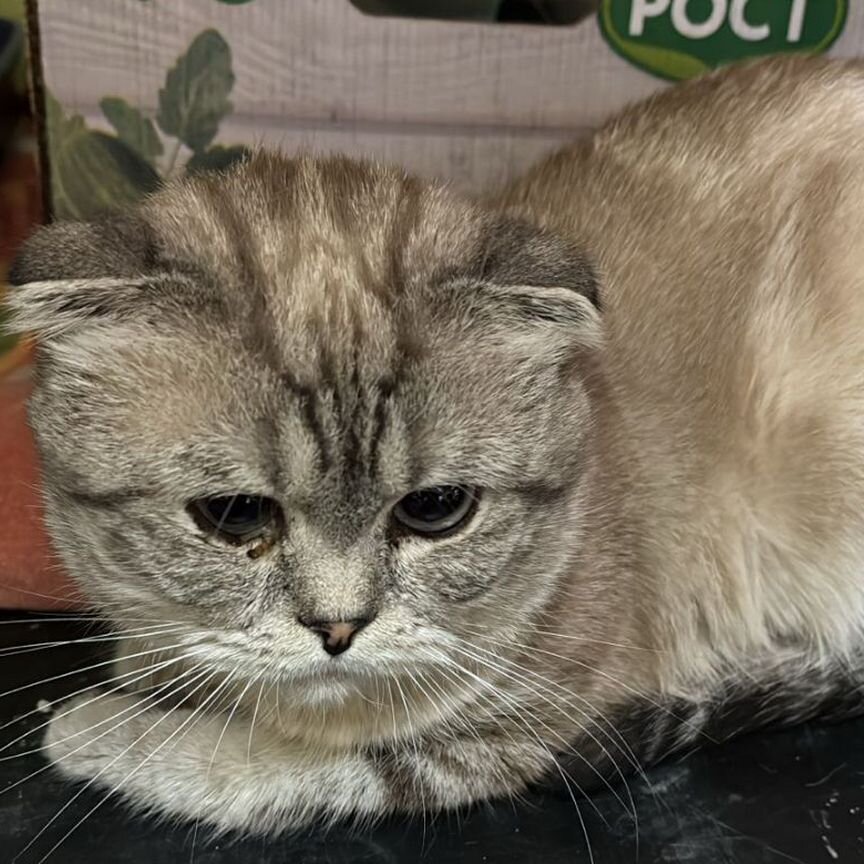 Шотландский кот