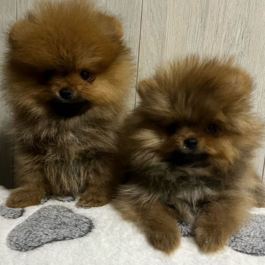 Померанский шпиц, щенок