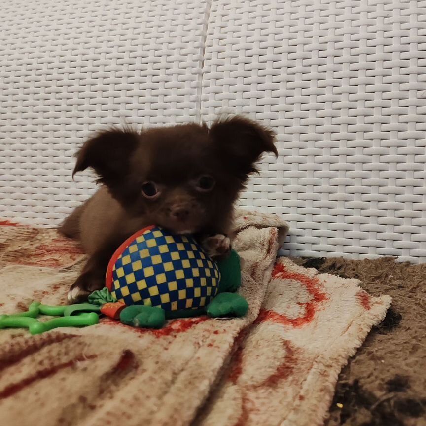 Чихуахуа мини