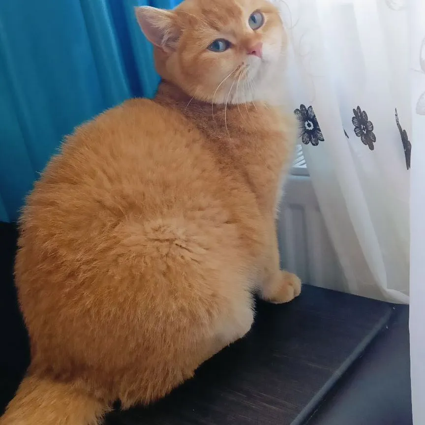 Вязка кошек шиншилла британец
