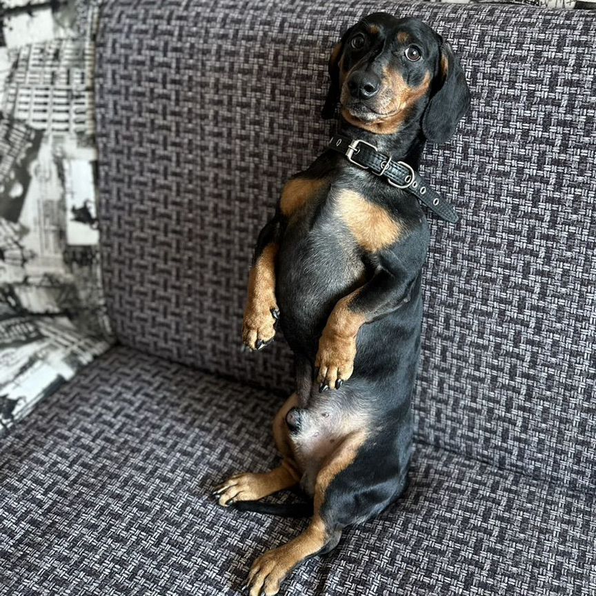 Такса в добрые руки